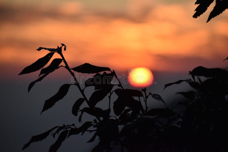 Beautiful Picture of Tree Leaf and Sunset Stock Photo - Image of ...