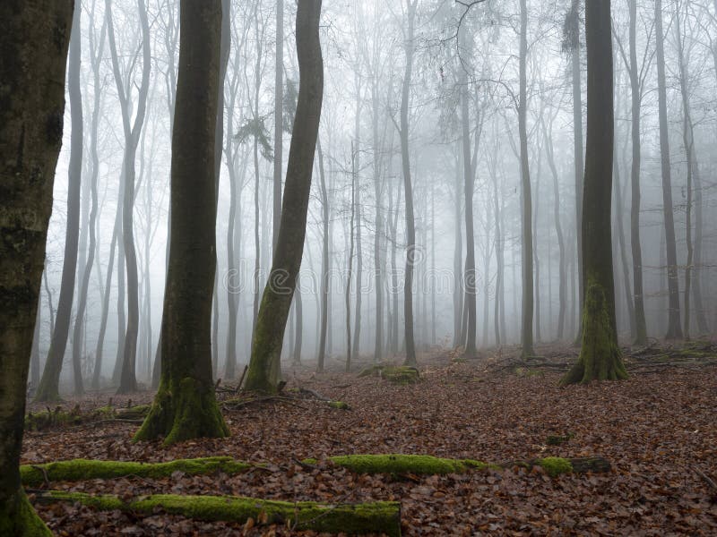 A Beautiful Picture of Trees in the Mist Stock Image - Image of foliage ...