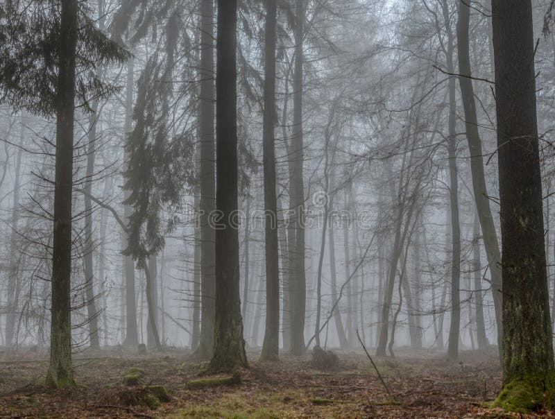 A Beautiful Picture of Trees in the Mist Stock Image - Image of misty ...