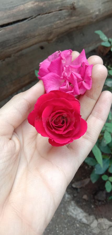 Beautiful Picture of Two Rose Stock Photo - Image of pink, beautiful ...