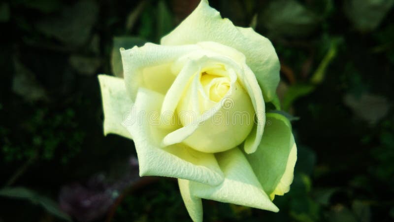 Beautiful Single White Rose on Black Background. Stock Photo - Image of ...