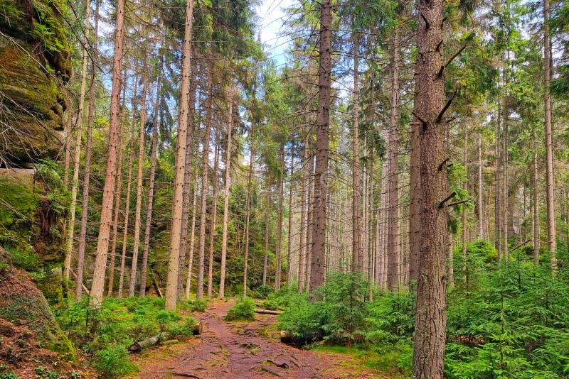 Beautiful Picturesque Pine Forest. Young Forest, Fresh Air. Stock Photo ...