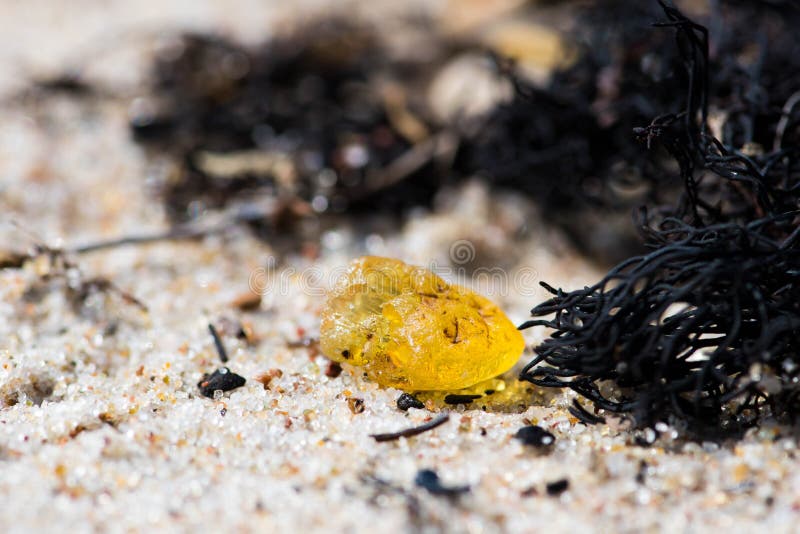 Beautiful Piece of Amber on the Beach Stock Image - Image of fashion ...
