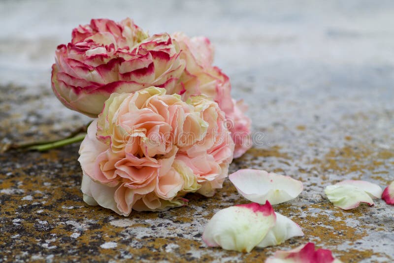 Beautiful Pierre De Ronsard Rose Lean on the Ground Stock Image - Image ...