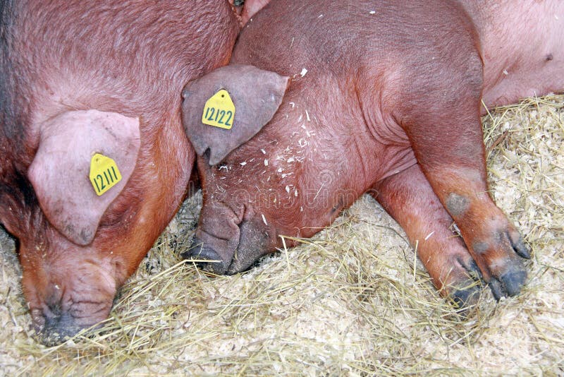 Beautiful pig on the farm stock photo. Image of nature - 176533896