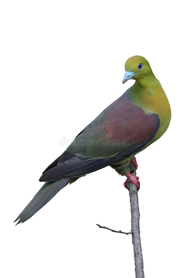 Picstudio (Picstudio) - Photos