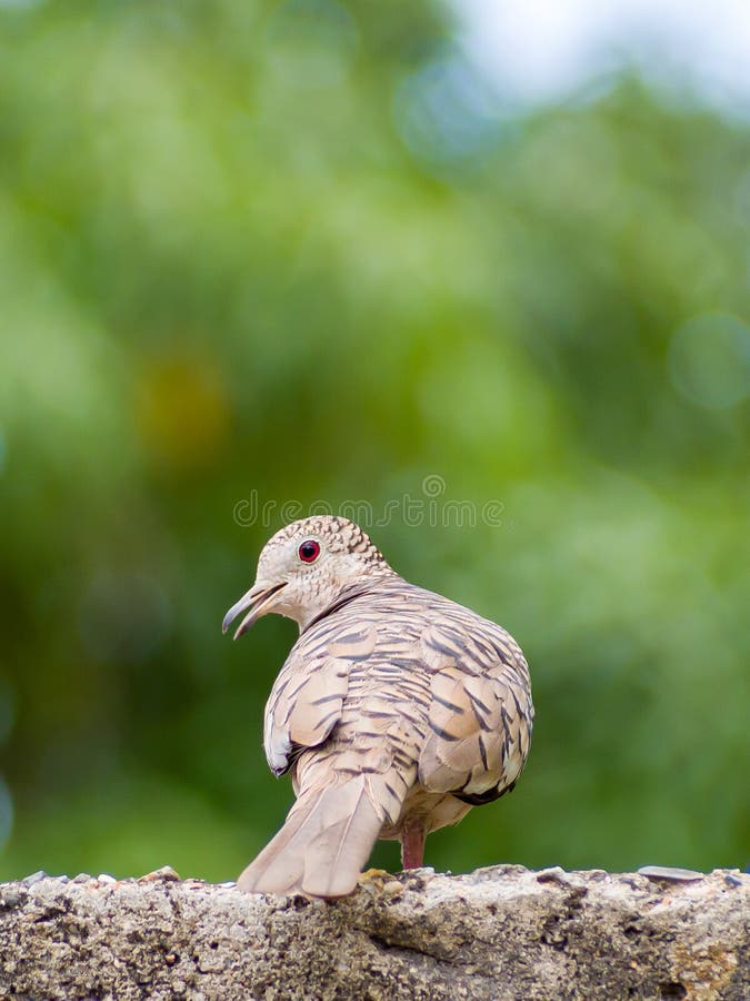 Beautiful Pigeon Looking Back Stock Image - Image of wing, branch ...