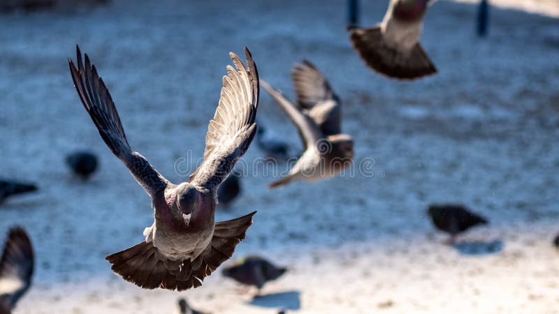 Beautiful Pigeon Takes Off in the Park in Winter Stock Photo - Image of ...