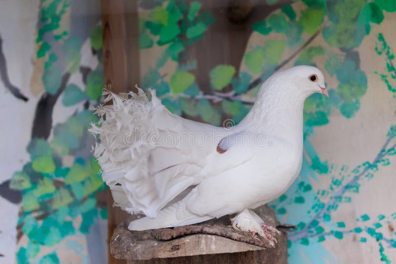 Pigeons Birds on a Summer Day Stock Image - Image of exotic, faced ...