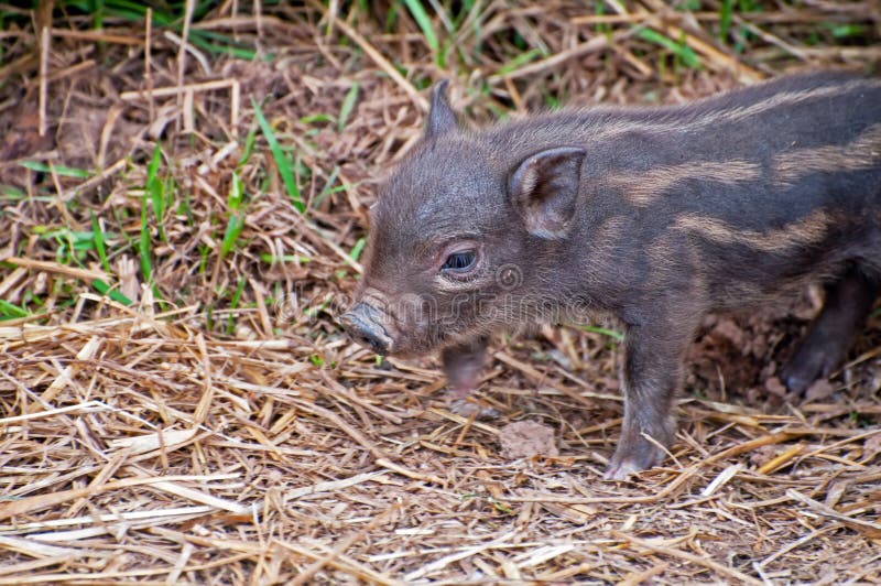 Beautiful Piglet stock image. Image of close, mammal - 20013391