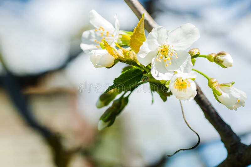 Cherry Tree Flowering Branch in Spring Stock Image - Image of branch ...