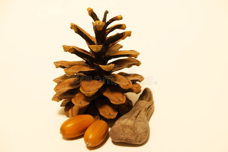 Pine cone and acorns stock image. Image of cozy, acorn - 25669277