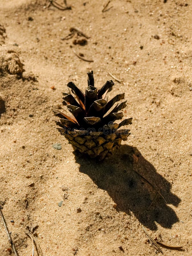 Beautiful pine cone stock image. Image of nature, color - 179963195