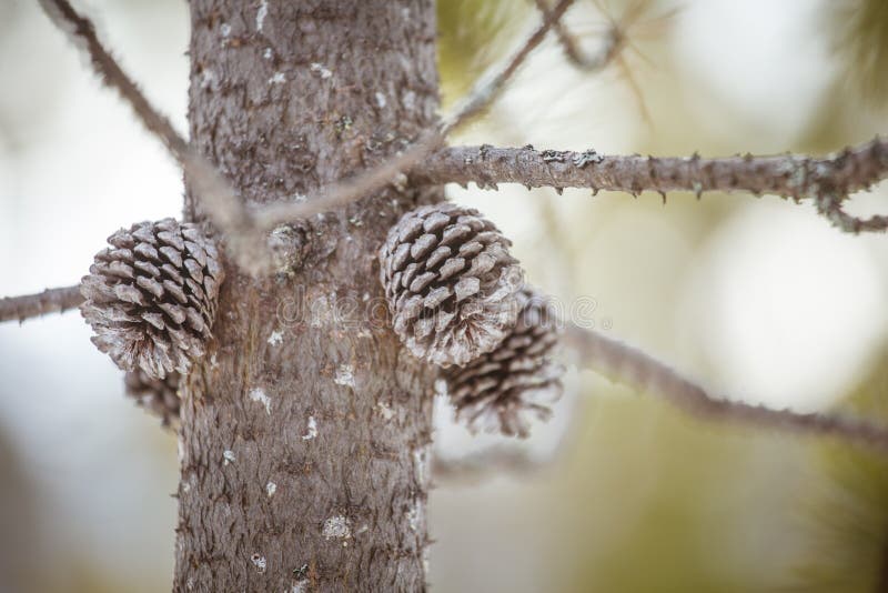 A Beautiful Pine Cone in a Natural Habitat Stock Photo - Image of ...