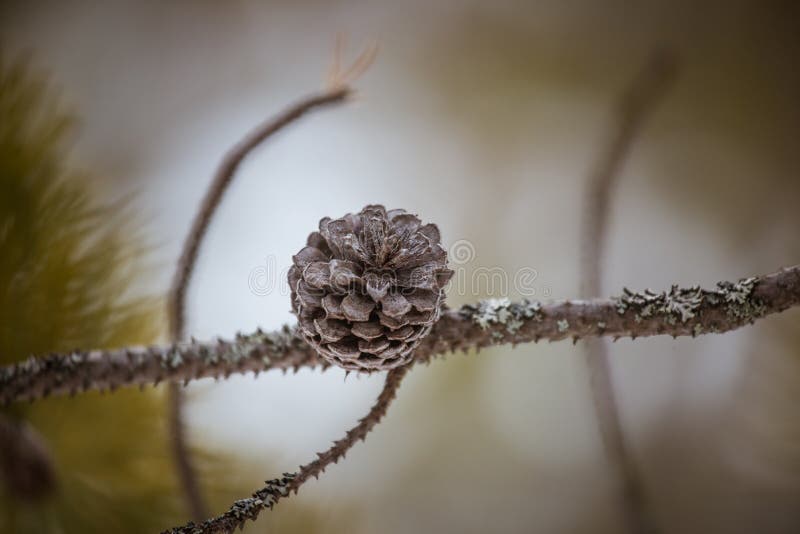 A Beautiful Pine Cone in a Natural Habitat Stock Image - Image of color ...