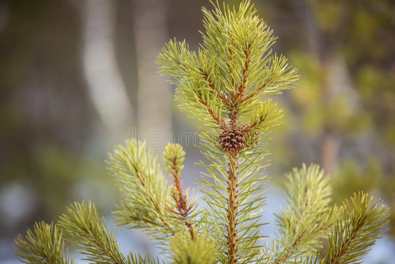 A Beautiful Pine Cone in a Natural Habitat Stock Image - Image of ...