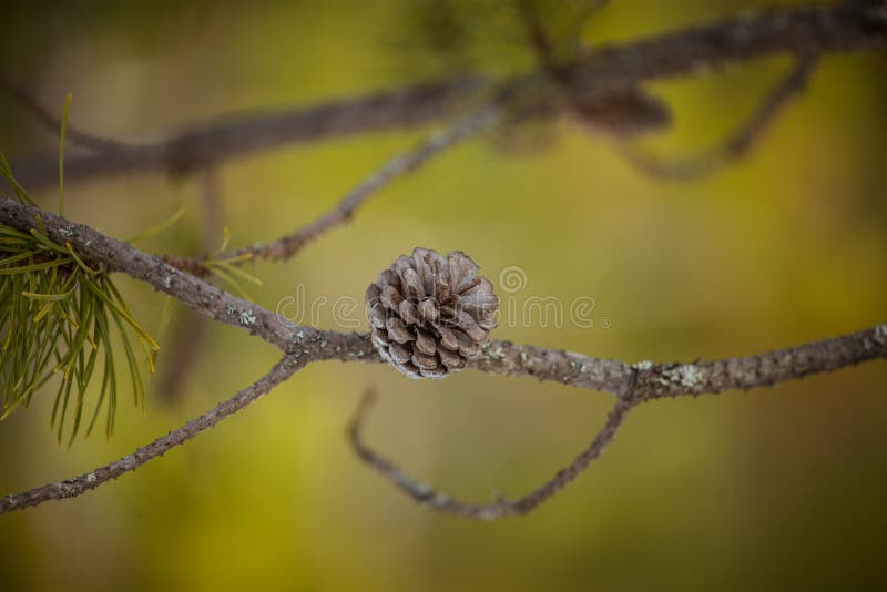 A Beautiful Pine Cone in a Natural Habitat Stock Photo - Image of ...
