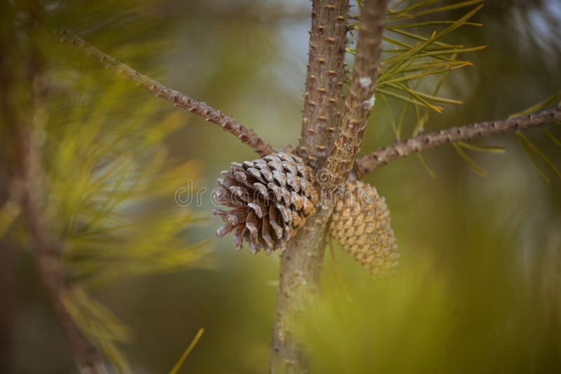 A Beautiful Pine Cone in a Natural Habitat Stock Image - Image of gray ...