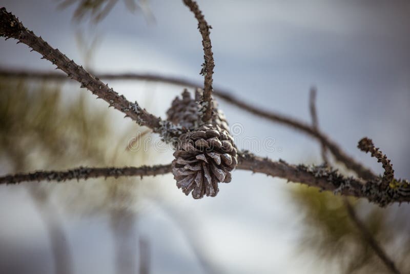 A Beautiful Pine Cone in a Natural Habitat Stock Image - Image of ...
