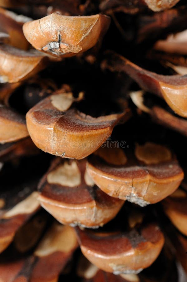 The inside of the pinecone stock image. Image of closeup - 119981387