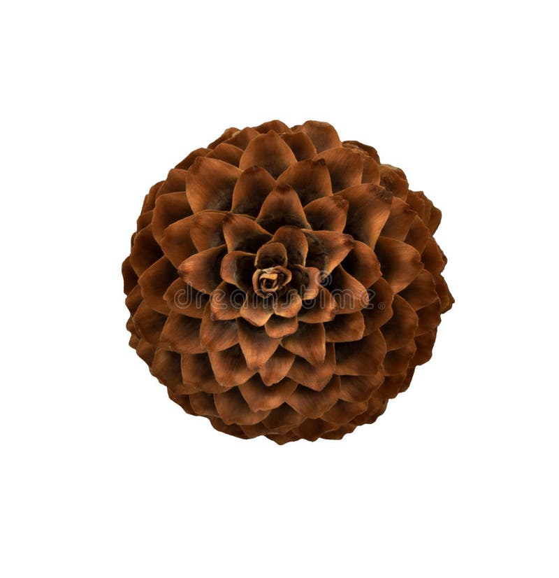 Beautiful Pine Cone Top View Stock Image - Image of forest, natural ...