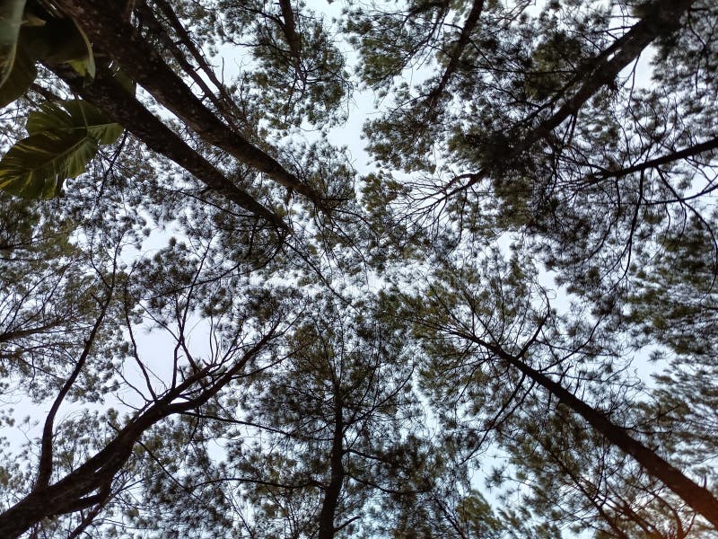 Beautiful Pine Forest Canopy with Dark Sky Stock Image - Image of twig ...