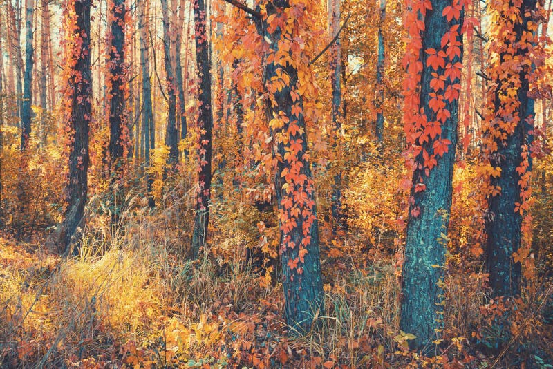 Beautiful Pine Forest in the Fall Stock Image - Image of colorful ...