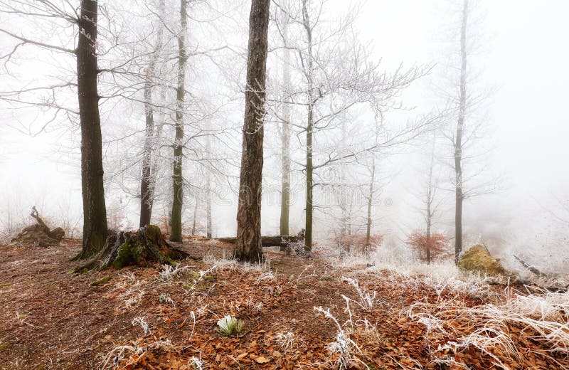 Beautiful Pine Forest at Foggy Sunrise. Tree Trunks and Cold Mist Stock ...