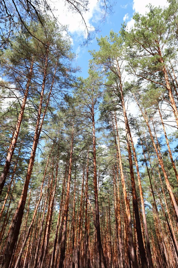 Beautiful Pine Forest Smooth Pillars Trees Grow in Rows Stock Photo ...