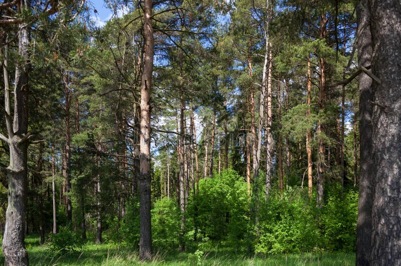 Beautiful pine forest stock photo. Image of light, park - 94305584