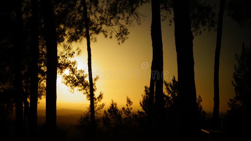 Beautiful Pine Forest at Sunset Stock Image - Image of king, board ...