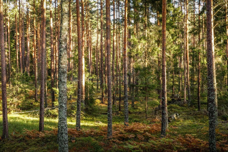 Beautiful Pine Forest at Sunset. Long Tree Trunks. Stock Photo - Image ...