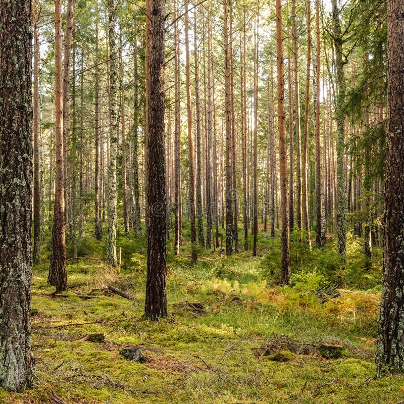 Beautiful Pine Forest at Sunset. Long Tree Trunks. Stock Photo - Image ...