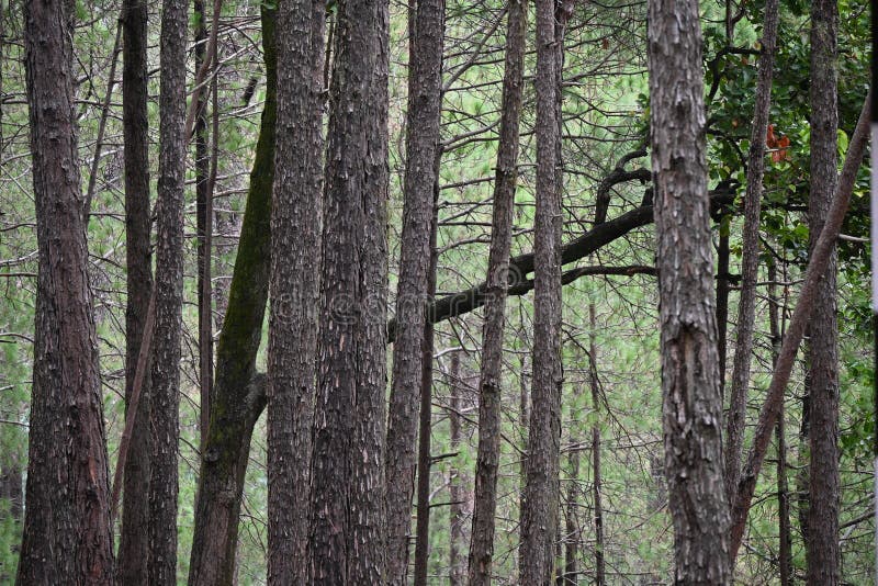 Pinewood stock image. Image of woodland, leaf, tree - 265525255