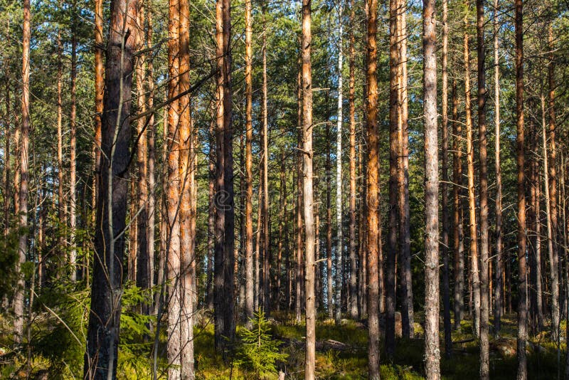 Beautiful Pine Forest in Warm February, Finland Stock Image - Image of ...