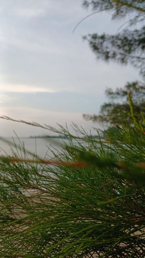 Beautiful Pine Leaves on the Beach Stock Image - Image of beach ...