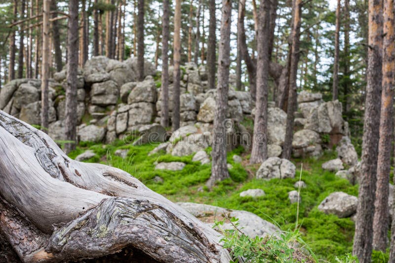 Beautiful Pine Root in Pine Tree Forest Stock Image - Image of cold ...