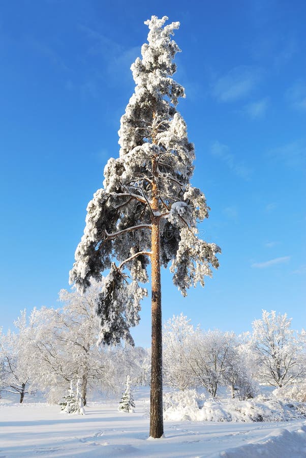Beautiful pine-tree stock image. Image of blue, snowy - 17061695