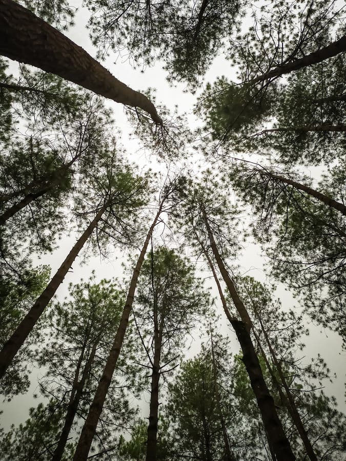 Beautiful Pine Tree Background Stock Photo - Image of photographer ...