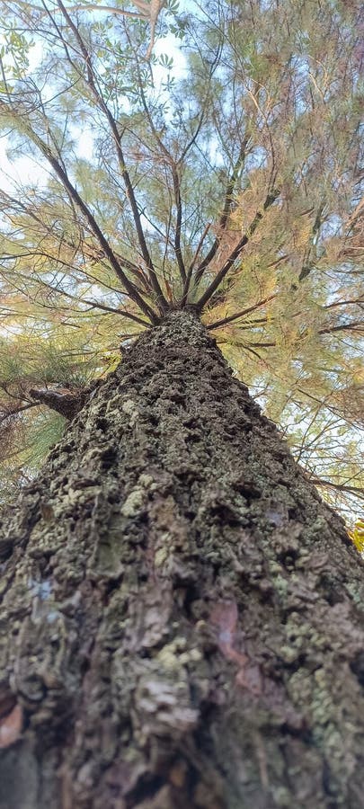 Beautiful Pine Tree from Below Stock Photo - Image of tree, green ...