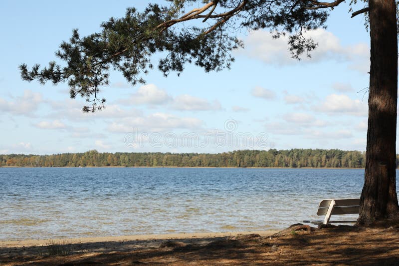 Beautiful Pine Tree and Bench Near River Stock Photo - Image of mood ...