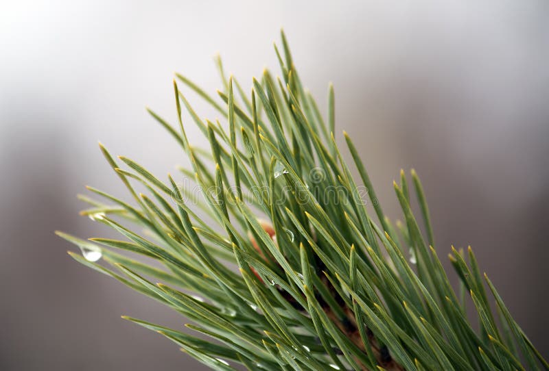 Beautiful Pine Tree Branches Stock Photo - Image of summer, pine: 91130098