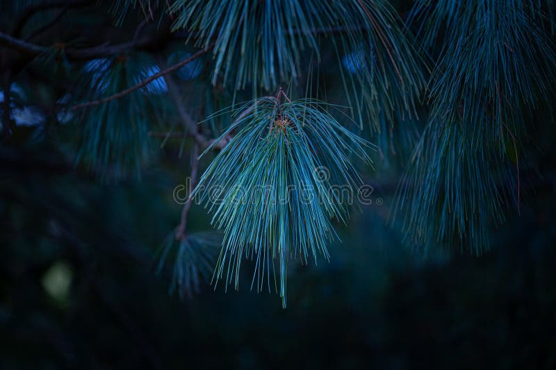 Beautiful Pine Tree Branches with Long Spikes. Stock Photo - Image of ...