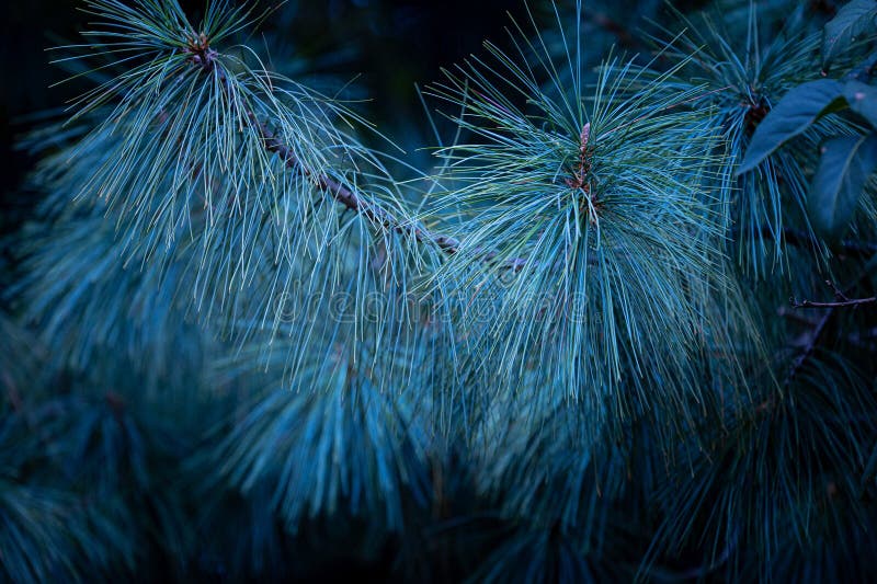 Beautiful Pine Tree Branches with Long Spikes. Stock Image - Image of ...