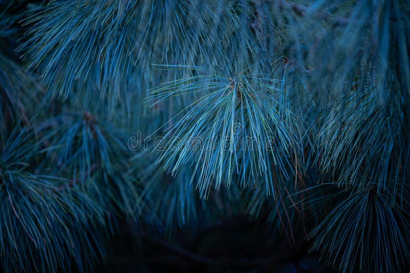 Beautiful Pine Tree Branches with Long Spikes. Stock Photo - Image of ...