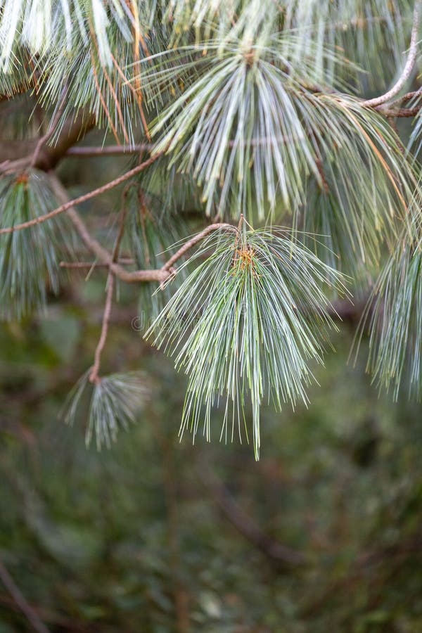 Beautiful Pine Tree Branches with Long Spikes. Stock Photo - Image of ...
