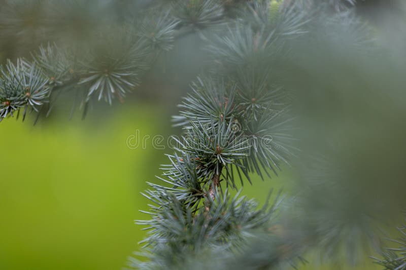 Beautiful Pine Tree Branches with Short Spikes Stock Photo - Image of ...