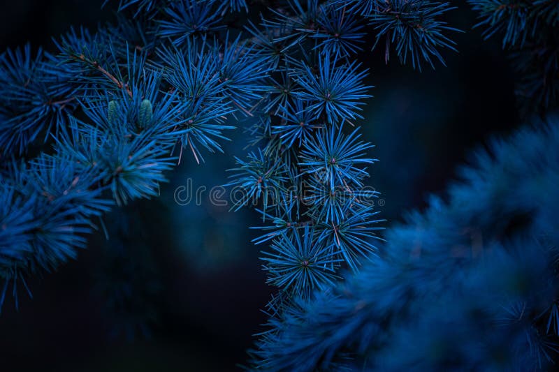Beautiful Pine Tree Branches with Short Spikes Stock Image - Image of ...