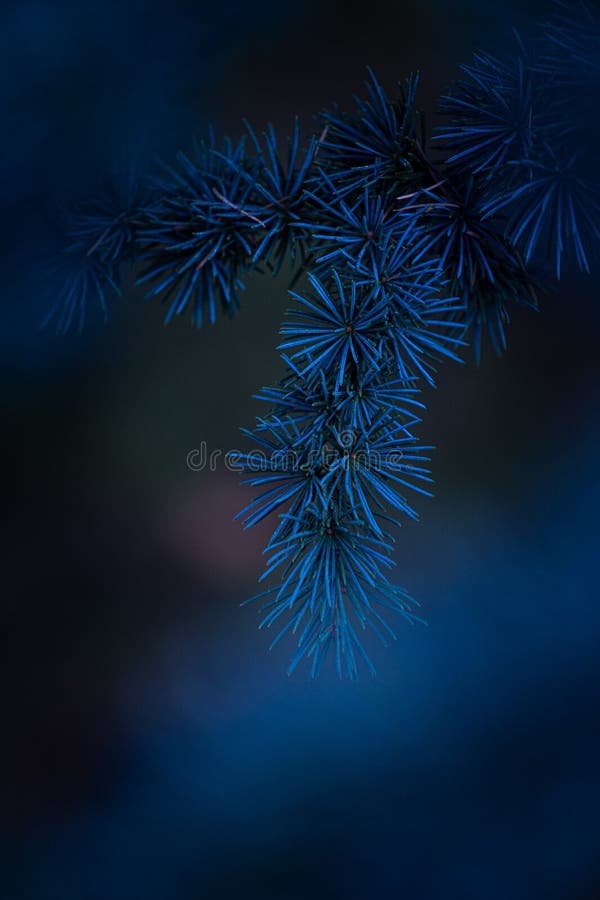 Beautiful Pine Tree Branches with Short Spikes Stock Image - Image of ...
