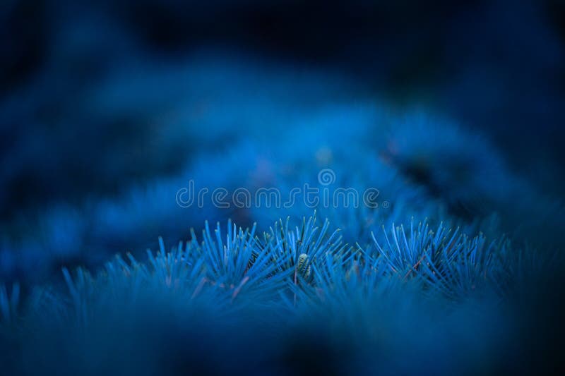Beautiful Pine Tree Branches with Short Spikes Stock Image - Image of ...